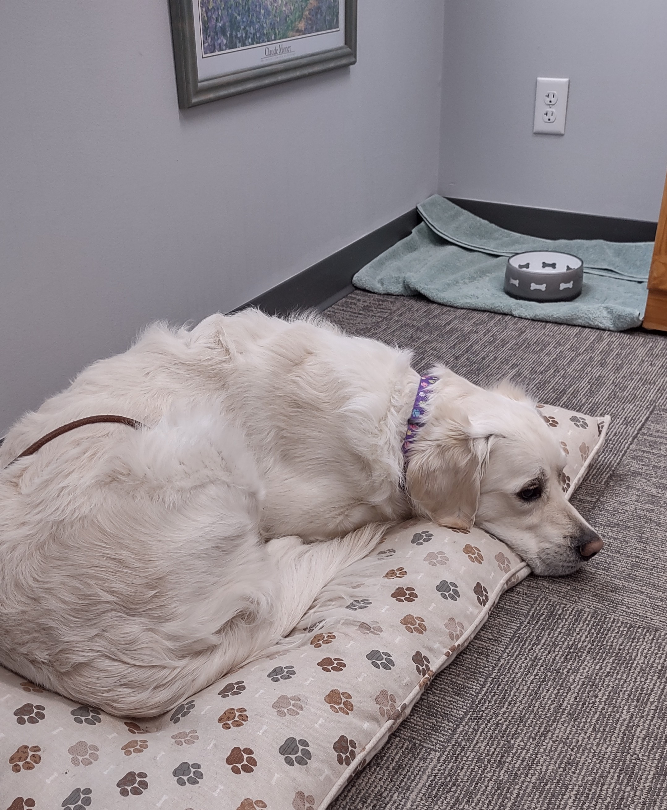 Back on the Therapy Dog Track – From Four Sticks Farm